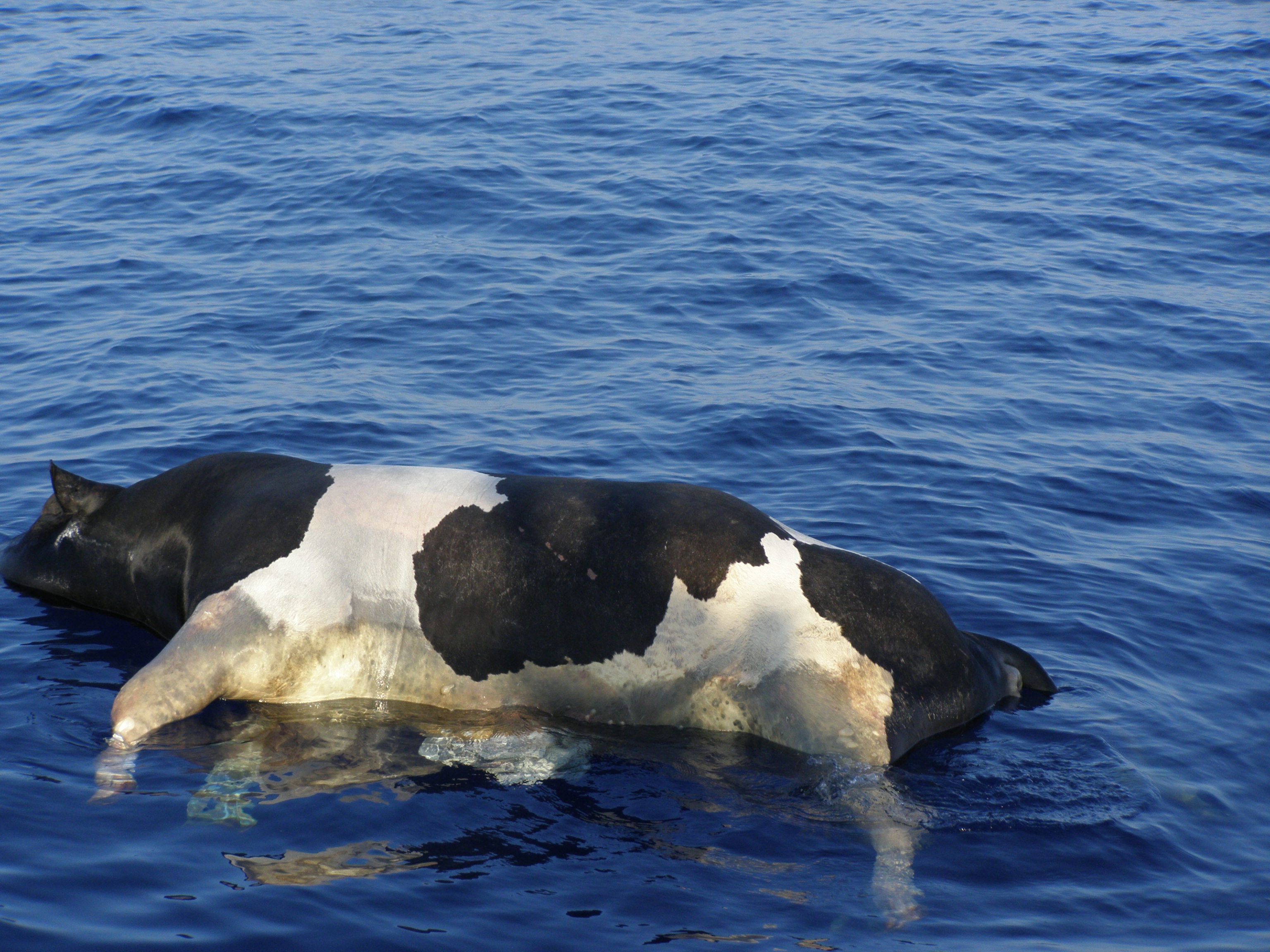 Italian Sampling Continues-Unique Animal in Italian Waters! | J. Craig ...