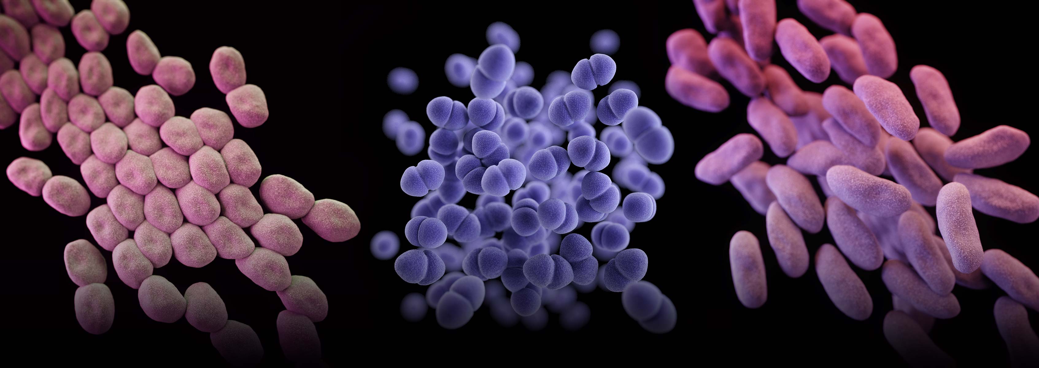 Bacteria | J. Craig Venter Institute