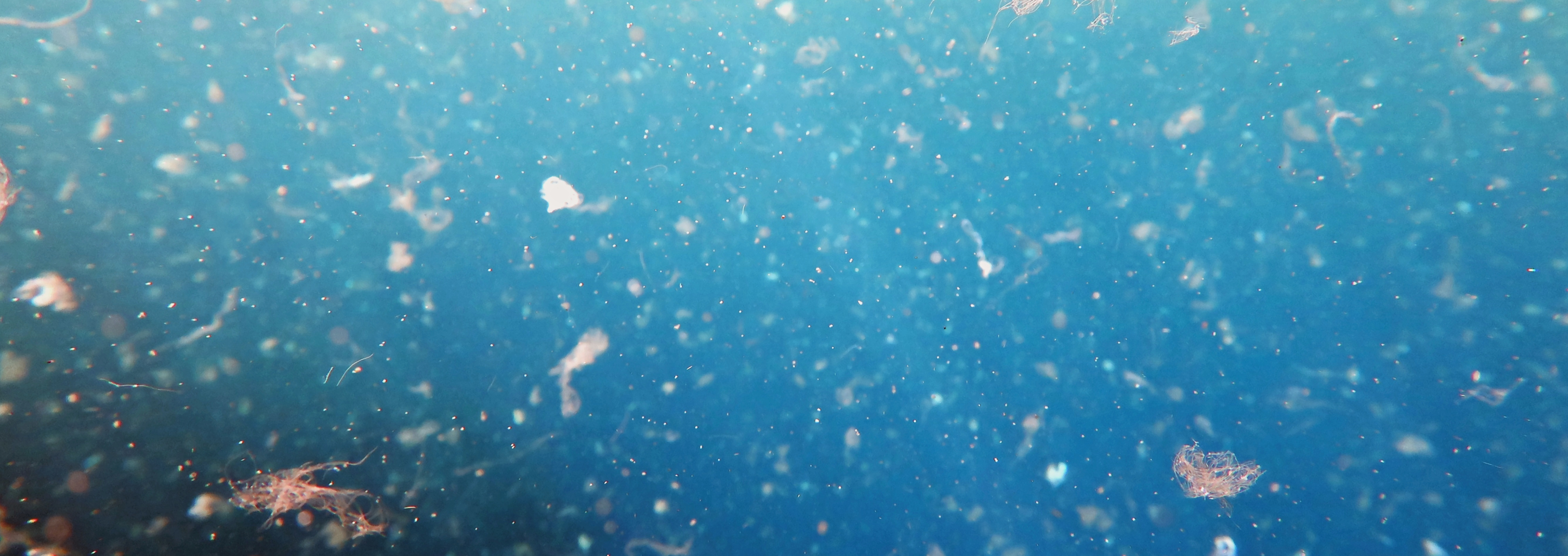 Eliminating Ocean Microplastics with Microbes | J. Craig Venter Institute