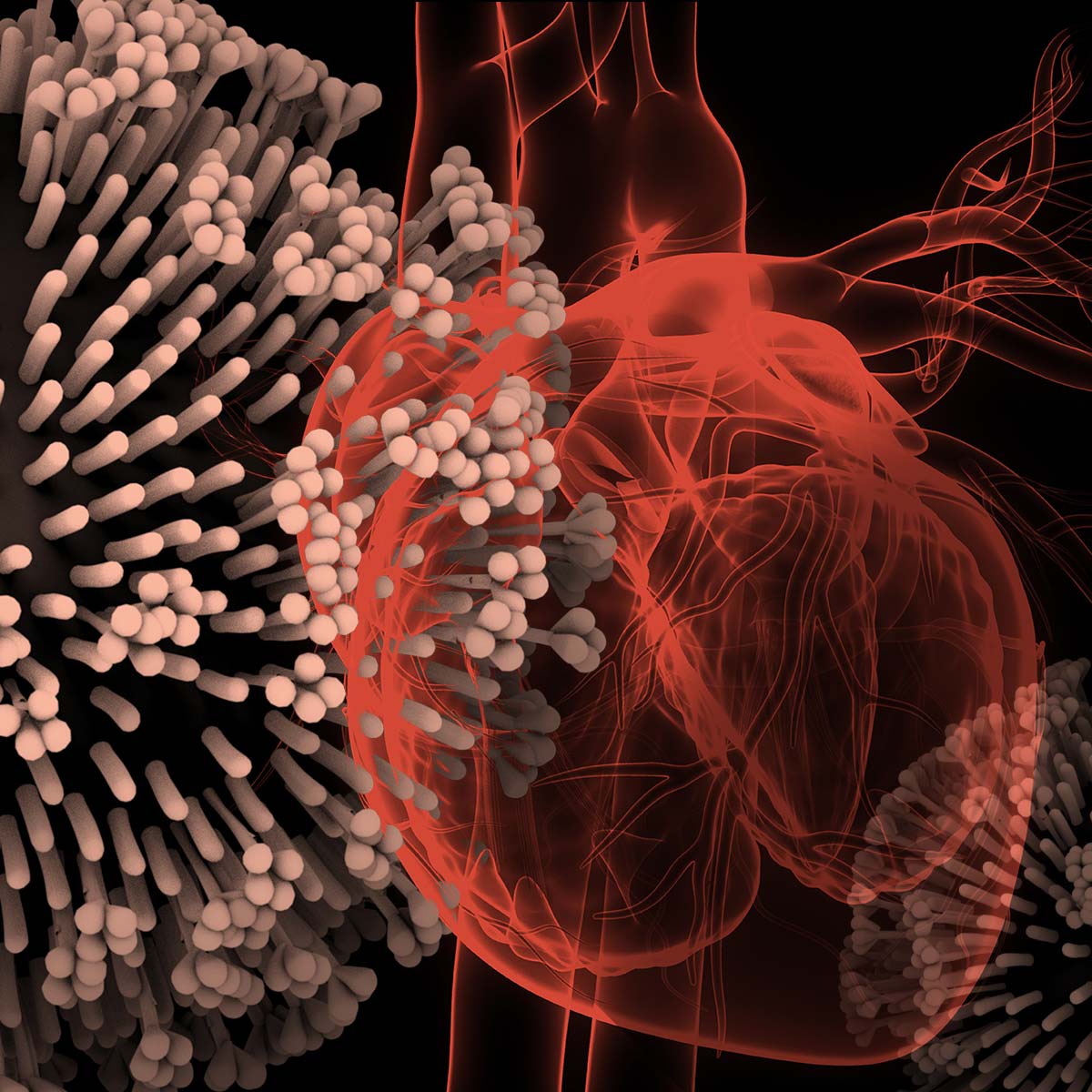 Mechanisms of Influenza Driven Cardiac Dysfunction | J. Craig Venter ...