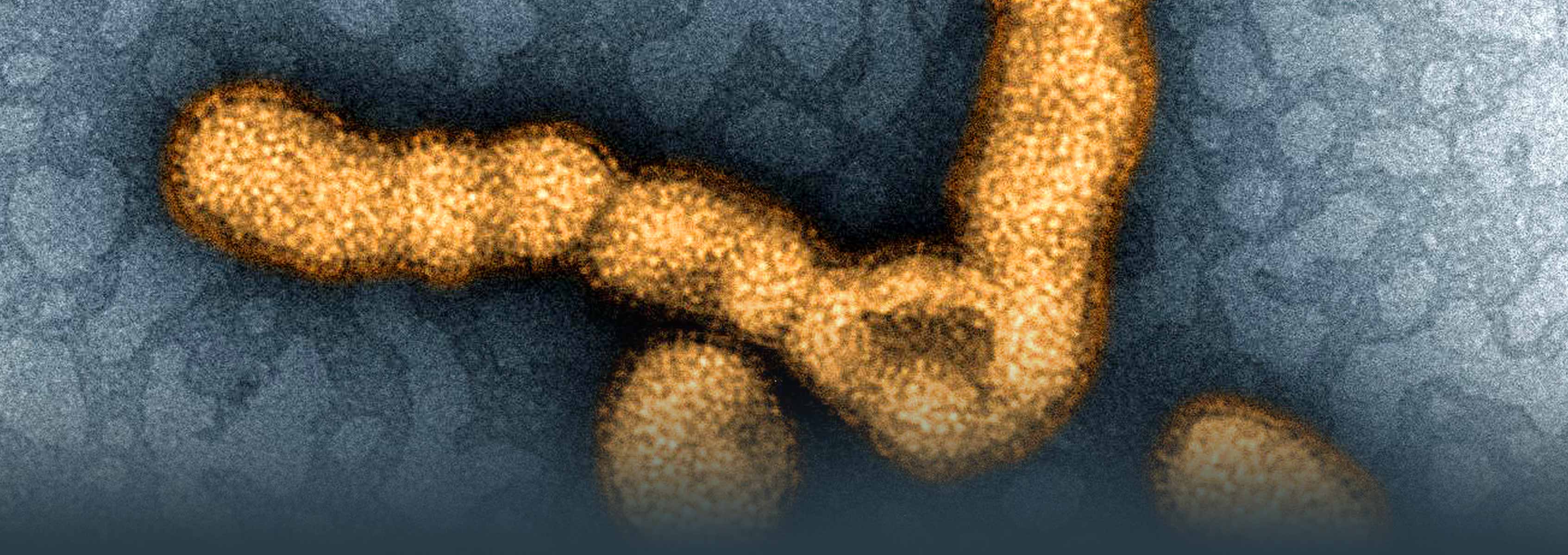 GCID Viral Projects | J. Craig Venter Institute