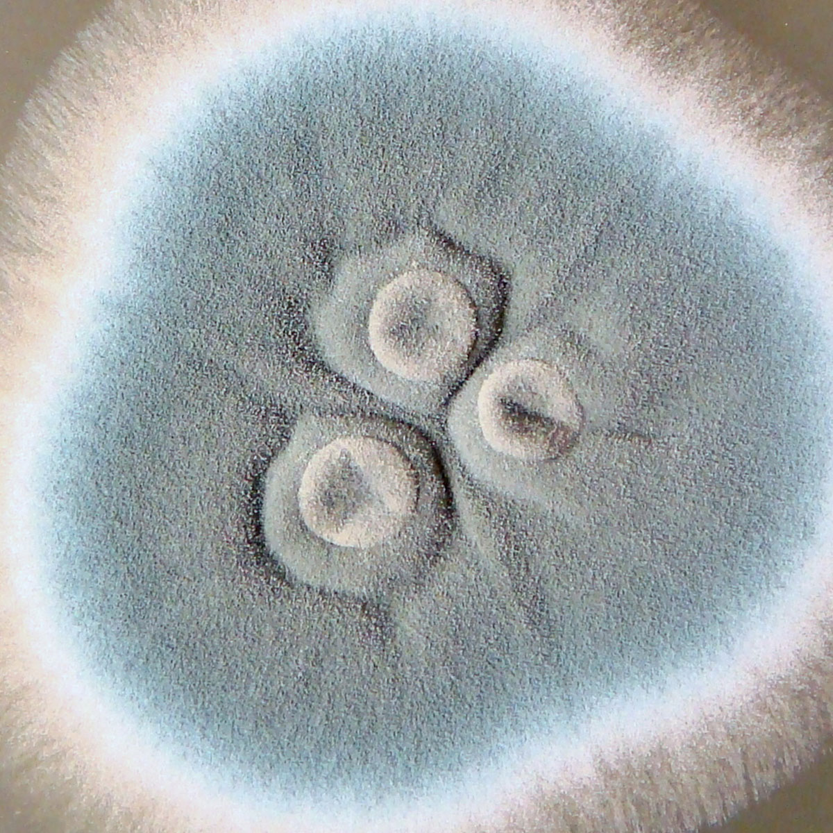 Mold Is Everywhere and Impacts You | JCVI